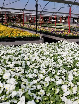 THE FLOWER RANCH - 28 Photos & 22 Reviews - Nurseries & Gardening - 901 ...