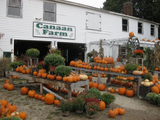 TENDERCROP FARM - Updated December 2025 - 10 Photos & 35 Reviews - 93 ...