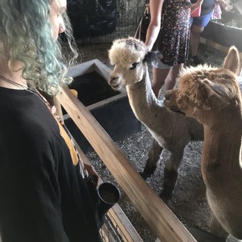 BLACK BARN ALPACAS - Updated April 2025 - 368 Photos & 36 Reviews ...