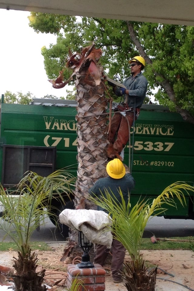 VARGAS TREE SERVICE - Updated October 2025 - 85 Photos & 178 Reviews ...