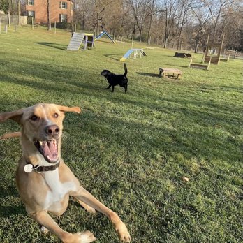 3 DOG FARM - Updated January 2026 - 36 Photos & 13 Reviews - 1736 ...