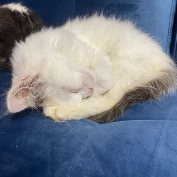 ITTY BITTY KITTY CAFE - Updated October 2025 - 69 Photos & 13 Reviews - 14420 Union Ave, San ...