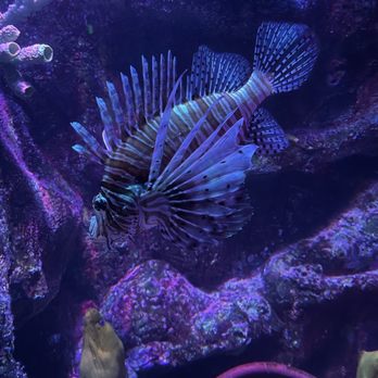 SEA LIFE GRAPEVINE AQUARIUM - Updated October 2025 - 506 Photos & 278 ...