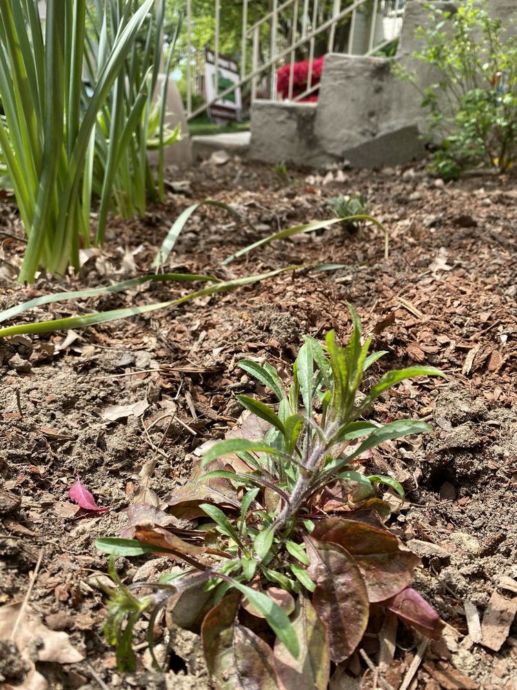 EARTH SANGHA WILD PLANT NURSERY - Updated January 2026 - 6100 Cloud Dr ...