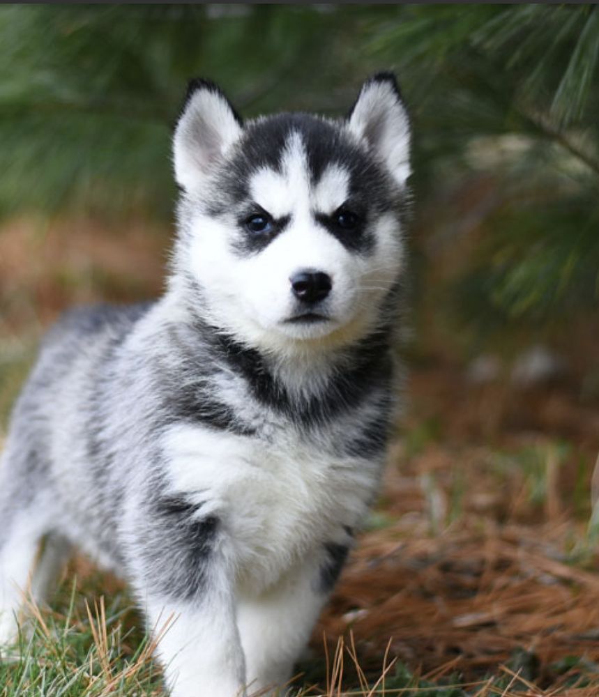 PAWS FOR APPLAUSE - Updated December 2025 - 13 Photos - Monroe Township ...