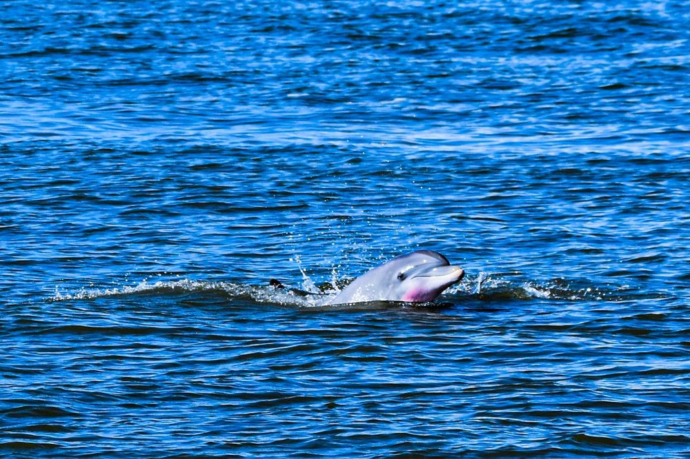 CAMERON FERRY - Updated October 2025 - 34 Photos & 11 Reviews - Cameron ...