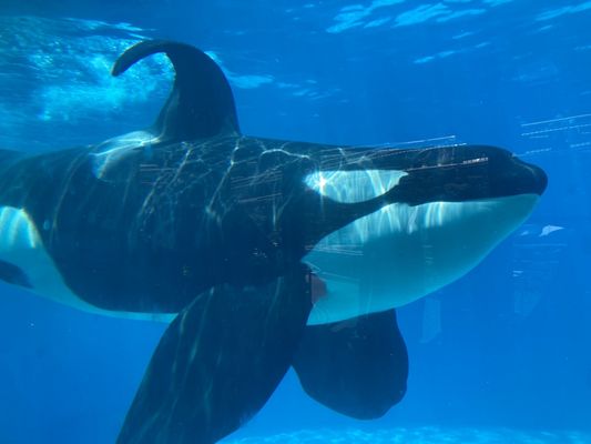 SEAWORLD - Updated March 2024 - 73 Photos & 83 Reviews - 12 Month Pass ...