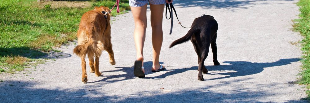 BAREFOOT WALKING - 34 Photos - Lovettsville, Virginia - Pet Sitting ...