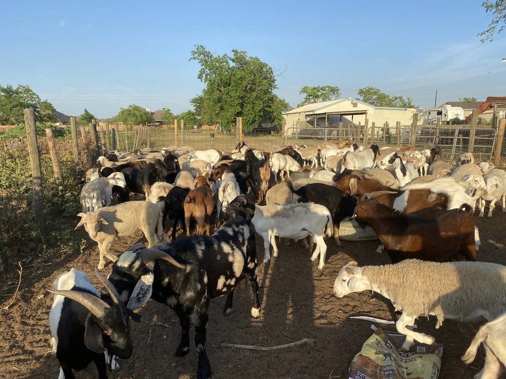 MERCY CUSTOM SLAUGHTER - Updated August 2025 - 2755 Porter Rd, Katy ...