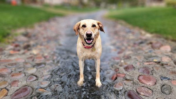 PECCOLE RANCH WALKING TRAIL - Updated November 2024 - 243 Photos & 51 ...