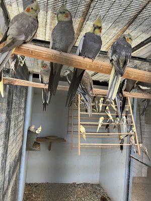 MAGNOLIA BIRD FARM - Updated December 2025 - 155 Photos & 210 Reviews ...