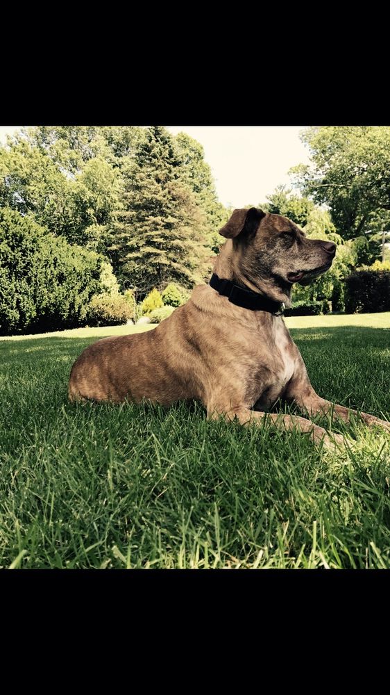 POOP PATROL - Cumberland, Rhode Island - Pet Waste Removal - Phone ...