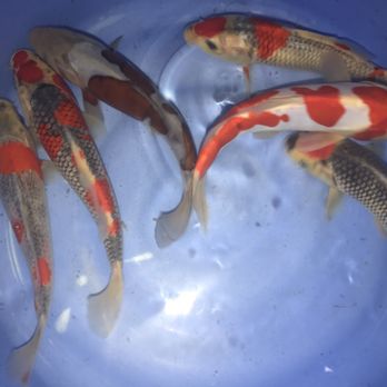 INLAND KOI - Updated May 2026 - 87 Photos & 30 Reviews - 18122 Mt ...