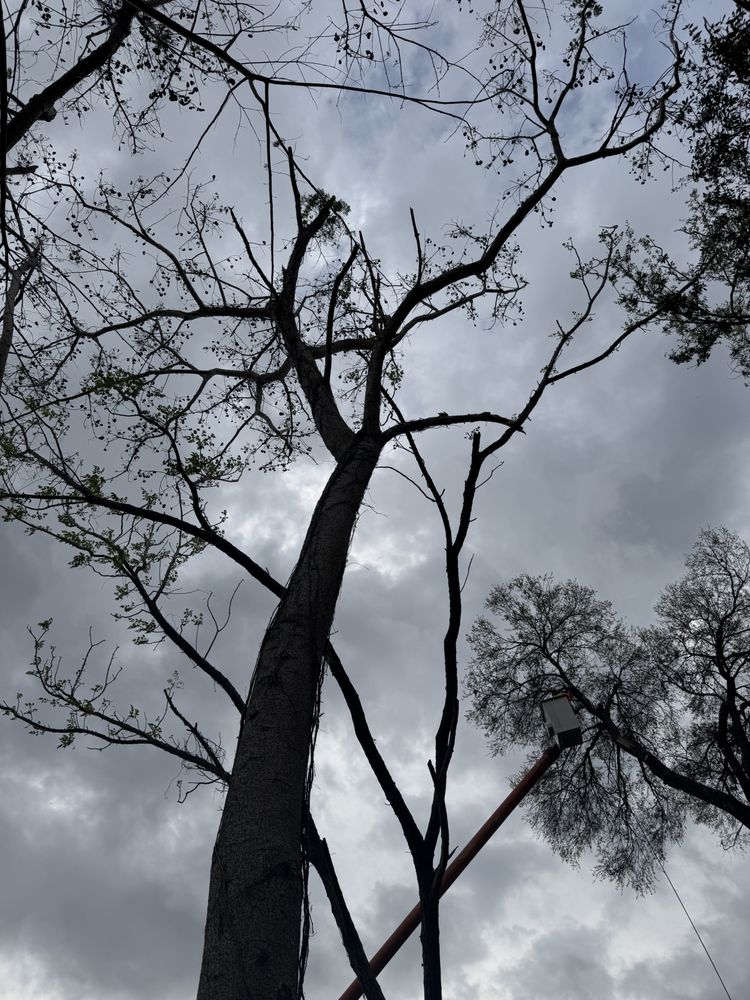 DM TREE SERVICE - Updated December 2025 - 7030 Orchard Dr, Wesley ...