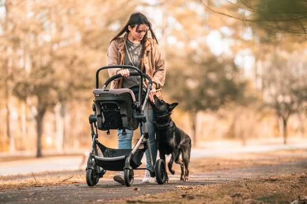 CAMP LEGACY DOGS - Updated November 2025 - 66 Photos - Jefferson City ...