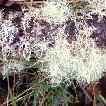 CHEHALIS WESTERN TRAIL - Updated December 2025 - 59 Photos & 10 Reviews ...