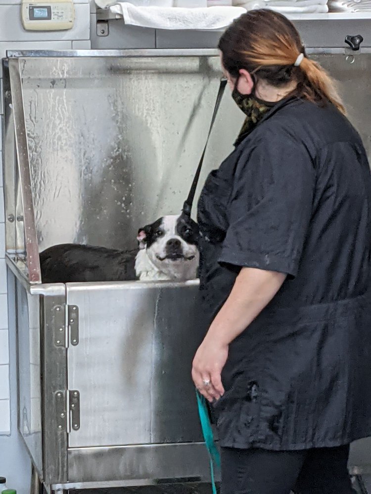 CHAMPIONS PREMIER DOG PARLOR - Updated December 2024 - 21 Photos & 29 ...