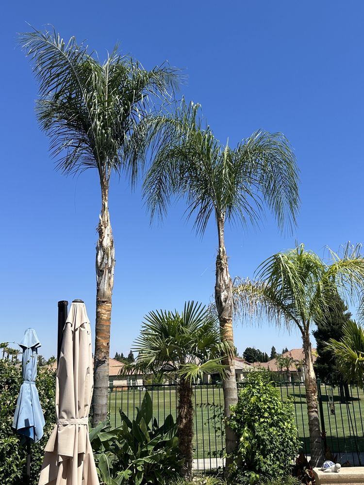 HAL LANDSCAPING AND TREES - Updated January 2026 - 28 Photos - Fresno ...