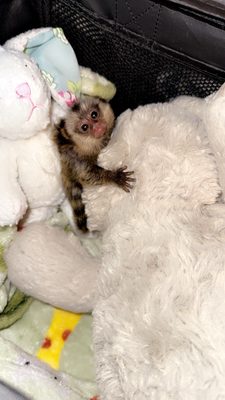 AVIAN AND EXOTIC ANIMAL CARE - Updated July 2025 - 102 Photos & 88 ...