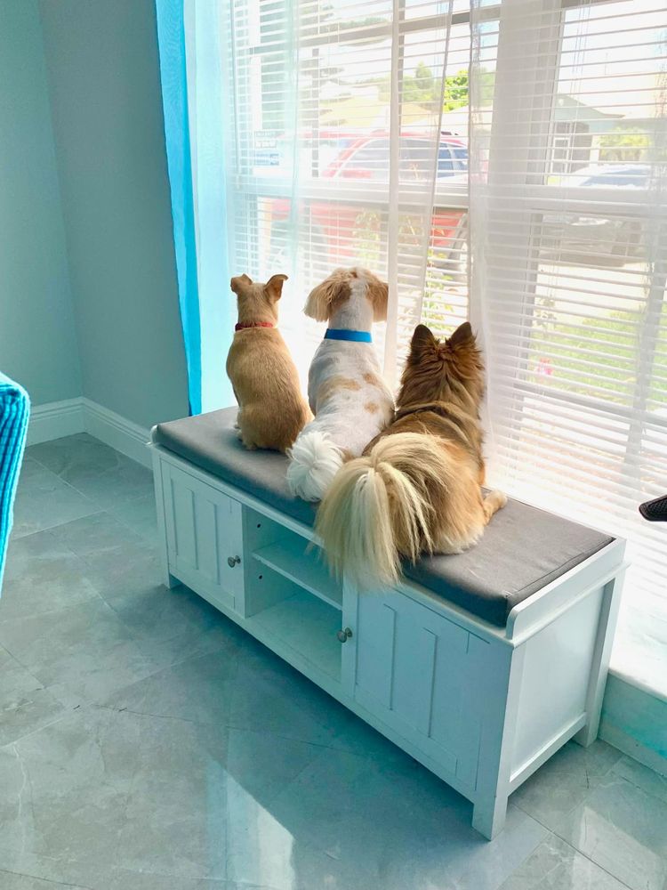 LAVISH CANINE SUITES - Updated September 2025 - Request a Quote - 21 ...