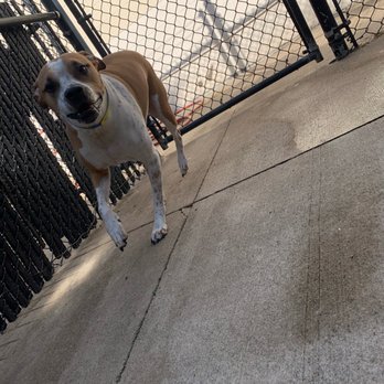 OLDE TOWNE PET RESORT - 113 Photos & 177 Reviews - 8101 Alban Rd ...