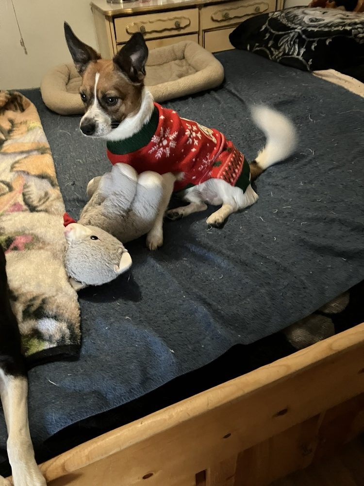 NEVADA HUMANE SOCIETY - Updated January 2025 - 183 Photos & 137 Reviews ...