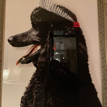 THE POODLE ROOM - Updated November 2025 - 31 Photos & 21 Reviews - 2777 ...