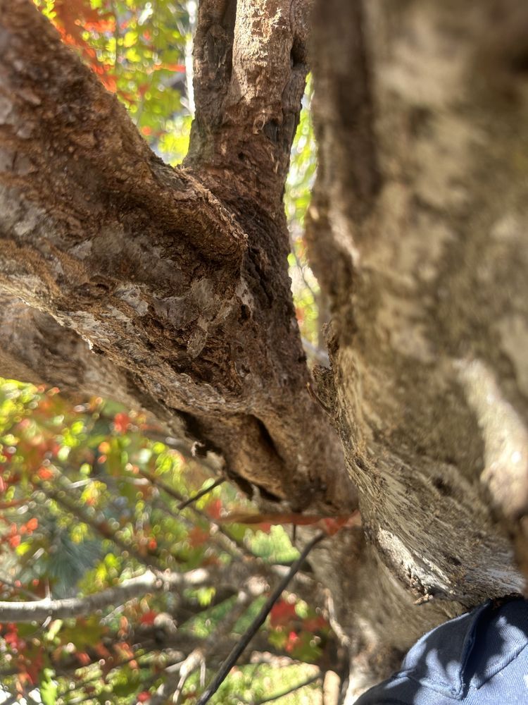 JOSHUA TREE SERVICE ATX - Updated November 2024 - Request a Quote - 21 ...