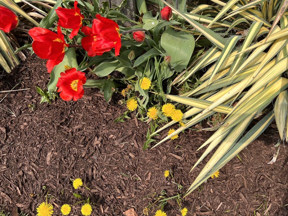 BEST BUDGET TREE SERVICE FIREWOOD & MULCH - Updated August 2025 - 49 ...