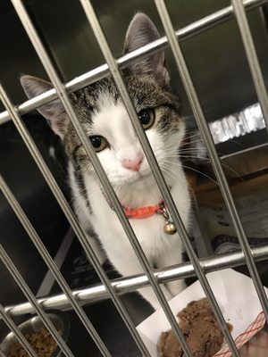 INDIANAPOLIS ANIMAL CARE SERVICES - 46 Photos & 41 Reviews - 2600 S ...