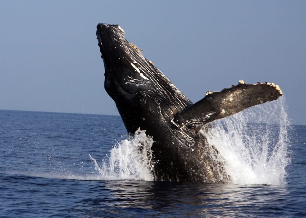 ALOHA OCEAN EXCURSIONS - Updated December 2025 - 19 Photos & 27 Reviews ...