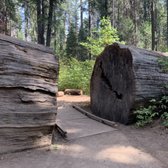 Calaveras Big Trees State Park - 690 Photos & 258 Reviews - Parks ...