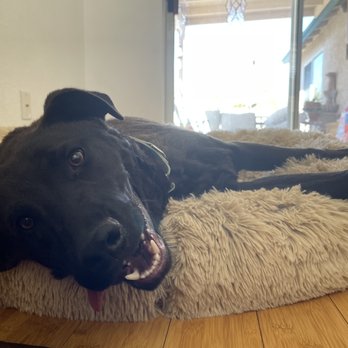 ARIZONA DESERT ROTTI & PALS RESCUE - Updated September 2025 - 13 ...