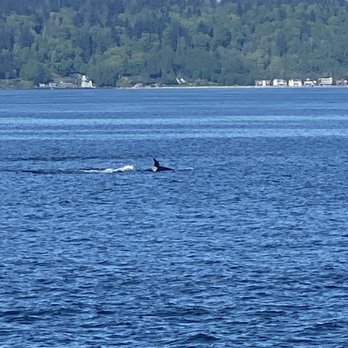 PUGET SOUND EXPRESS - 151 Photos & 64 Reviews - 459 Admiral Way ...