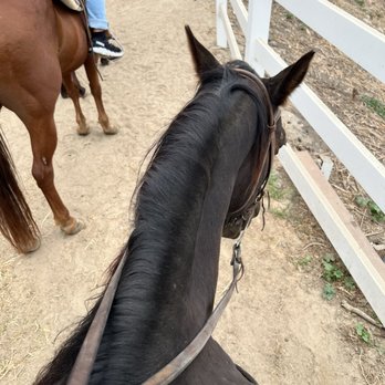 PALOS VERDES HORSE RENTALS - Updated January 2026 - 221 Photos & 164 ...