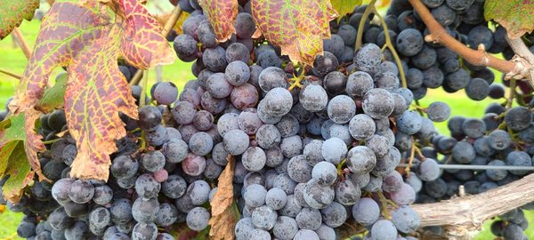 THUNDER RIDGE VINEYARDS - Updated October 2025 - 62 Photos & 14 Reviews ...