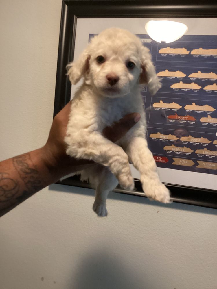 EAST MOUNTAIN COMPANION ANIMAL PROJECT - Updated October 2025 ...