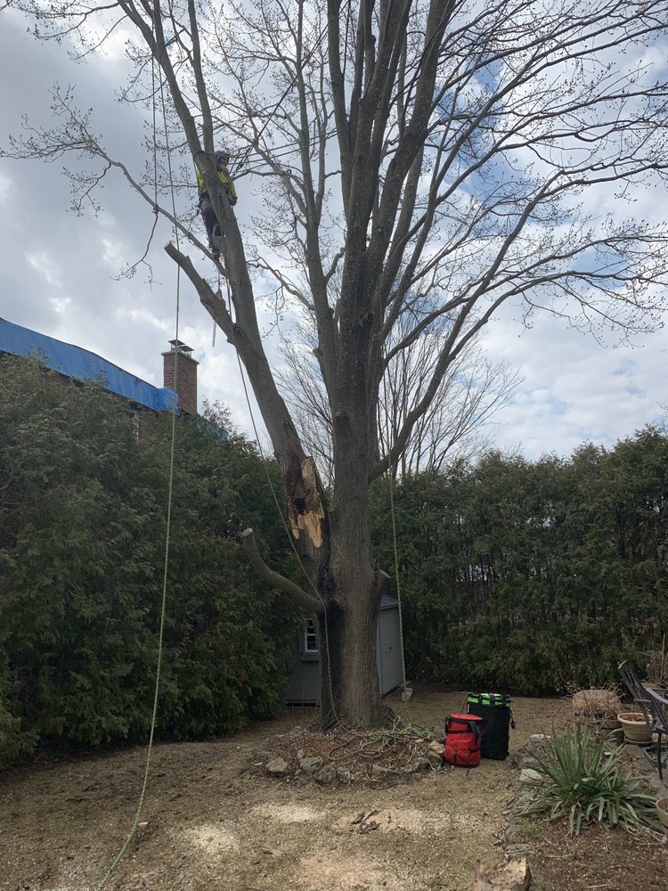 TLC TREE SERVICE - Updated February 2025 - Markham, Ontario, Canada ...