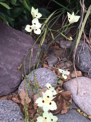 CSUN BOTANIC GARDEN - Updated August 2025 - 10 Reviews - 18111 Nordhoff ...