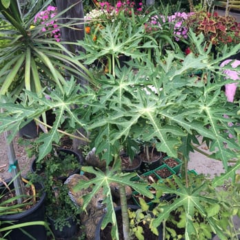 BAMBOO NURSERY & GARDEN SUPPLIES - Updated September 2025 - 28 Photos ...