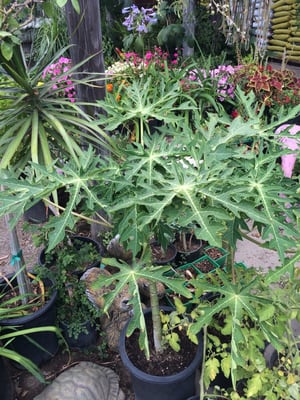 BAMBOO NURSERY & GARDEN SUPPLIES - Updated February 2025 - 18 Photos ...