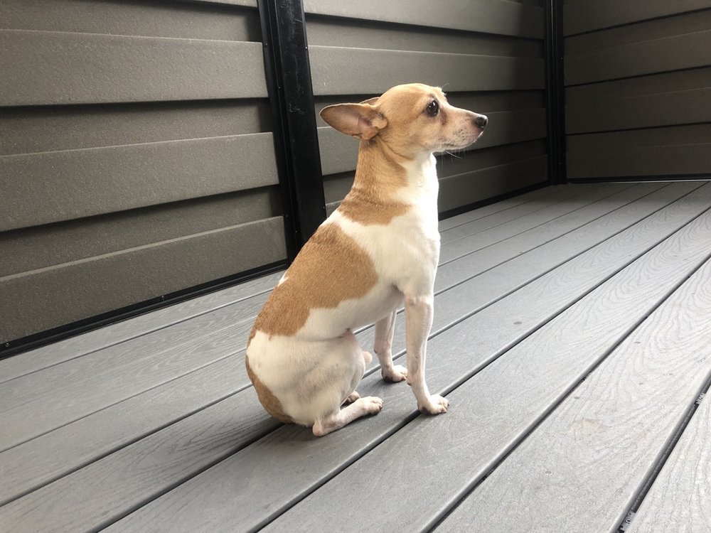 THE BOARD HOUND - Updated September 2025 - 17 Photos - 133 S Peyton St ...