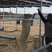 SHARKAROSA WILDLIFE RANCH - 275 Photos & 112 Reviews - Attraction Farms ...