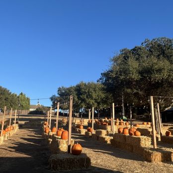 CLASSIC PUMPKIN PATCH & TREES - Updated December 2025 - 82 Photos & 22 ...