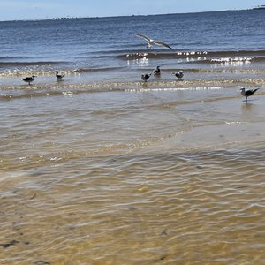 FRONT BEACH - 98 Photos & 13 Reviews - Front Beach Dr, Ocean Springs ...