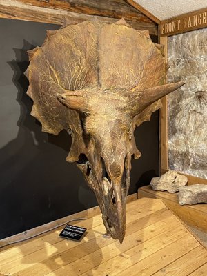 MORRISON NATURAL HISTORY MUSEUM - Updated November 2024 - 46 Photos ...