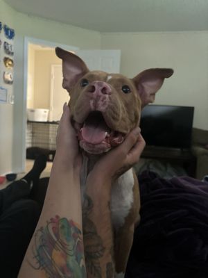 SUNCOAST HUMANE SOCIETY - Updated December 2025 - 13 Photos & 21 ...