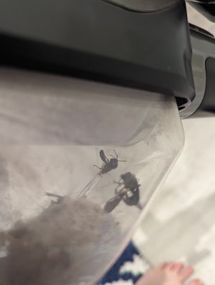 ARTERIX PEST CONTROL - Updated December 2025 - 36 Photos & 223 Reviews ...