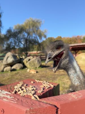 SILVERMAN’S FARM - Updated December 2025 - 238 Photos & 144 Reviews ...