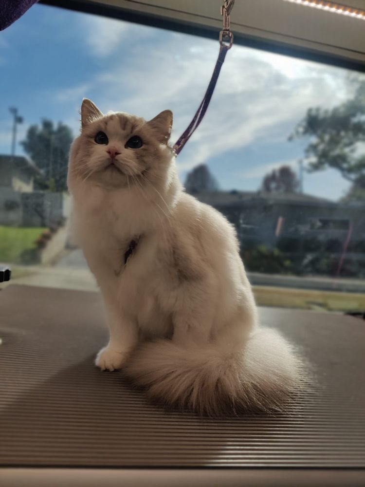 SUNSET MOBILE GROOMING - Updated December 2024 - 243 Photos & 140 ...